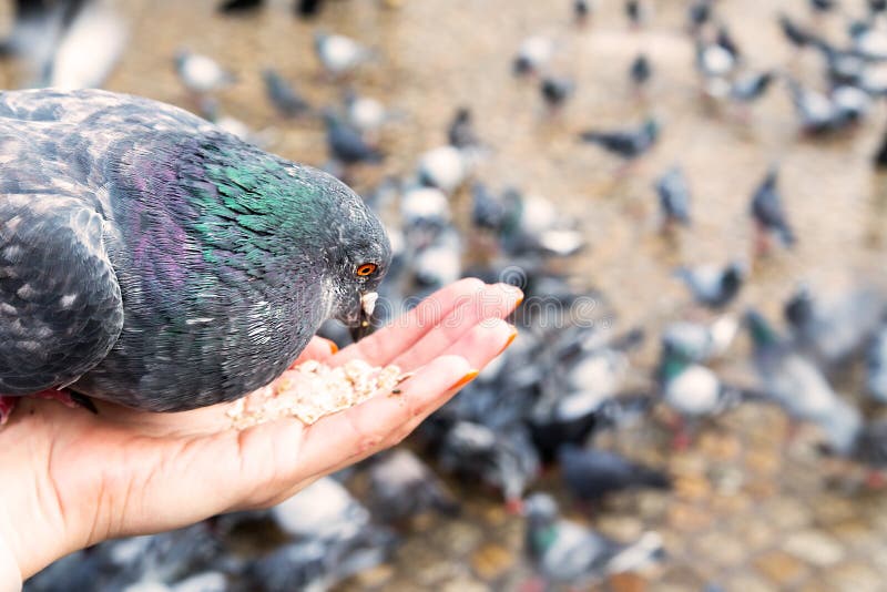 Paloma Come Comida De La Mano Foto de archivo - Imagen de exterior ...