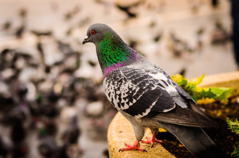 Paloma Con Colores Hermosos Imagen de archivo - Imagen de editorial ...