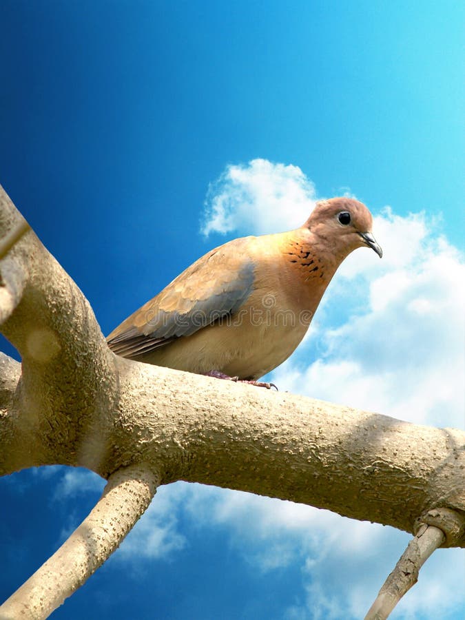 Paloma de Brown foto de archivo. Imagen de granja, libre - 636112