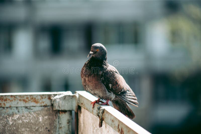 Paloma De Ciudad Sentada En Una Cerca En La Calle Imagen de archivo ...