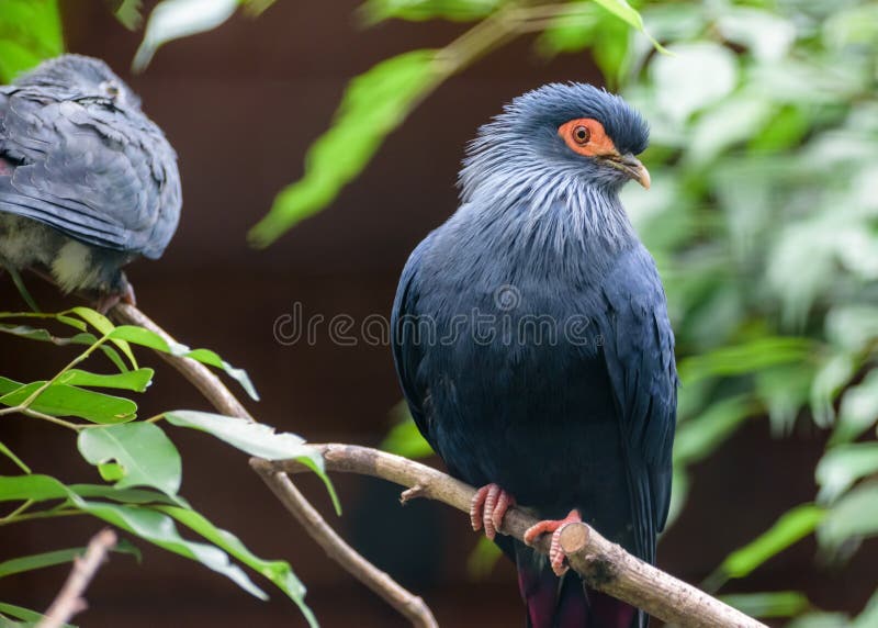 Paloma Del Azul De Madagascan Imagen de archivo - Imagen de pies, azul ...