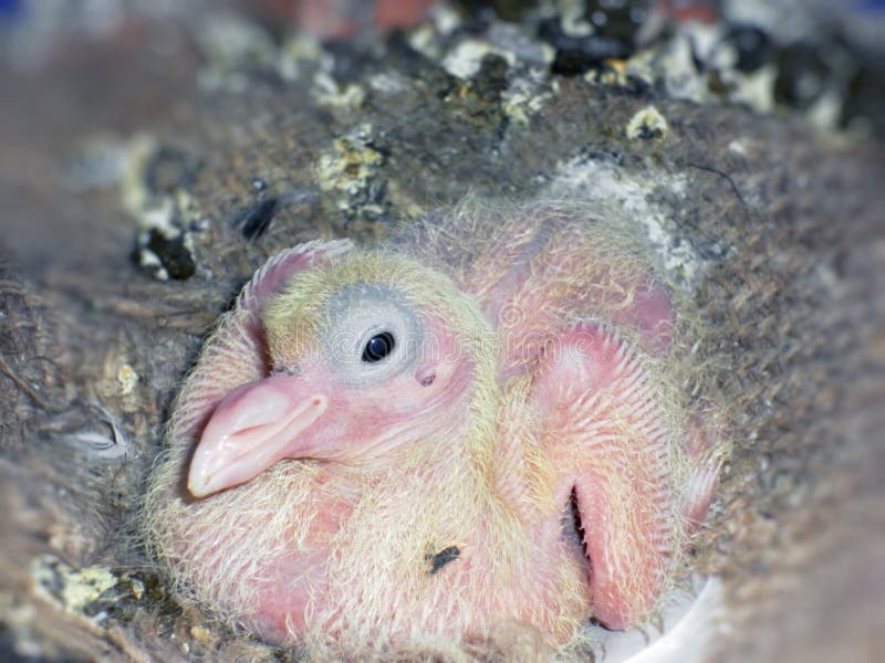 Paloma del novato foto de archivo. Imagen de salvaje - 20718570