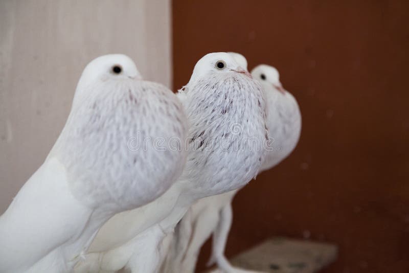 Paloma Del Pouter De Tres Blancos En Palomar Foto de archivo - Imagen ...
