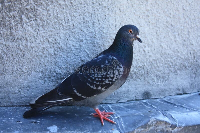 Paloma en la azotea foto de archivo. Imagen de animal - 17573794