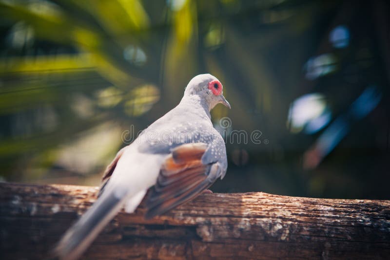 Bella Paloma Sentada Frente Al Mar Imagen de archivo - Imagen de agua ...