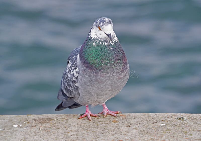 Paloma hermosa grande imagen de archivo. Imagen de retrato - 107348177