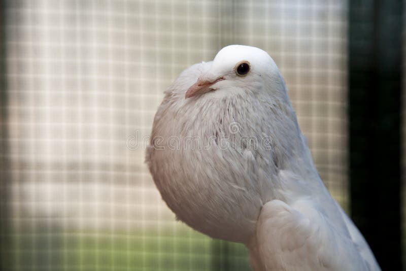 Paloma inglesa del Pouter foto de archivo. Imagen de exterior - 104469726