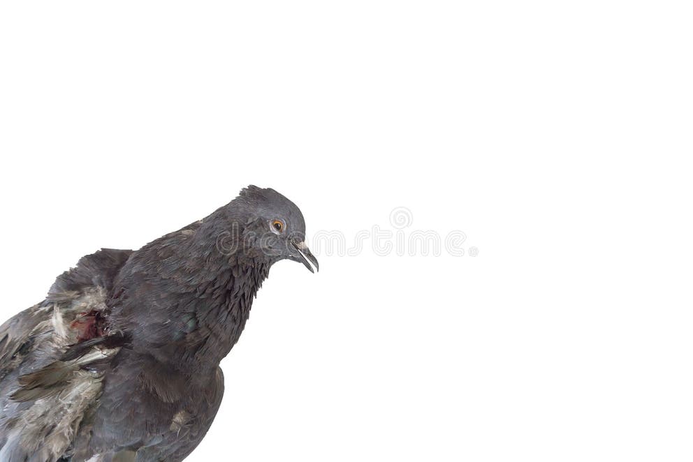Paloma muerta en blanco imagen de archivo. Imagen de salvaje - 102987949