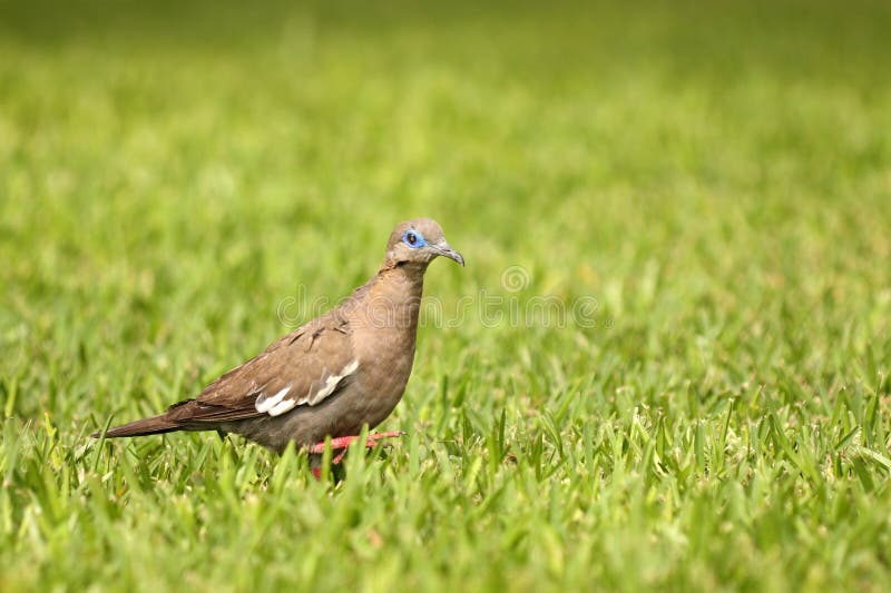 Paloma peruana imagen de archivo. Imagen de primer, libertad - 10730885