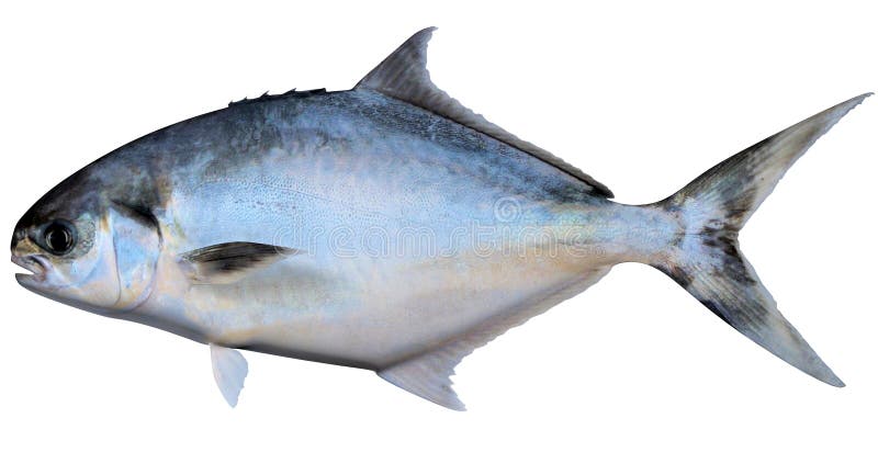 Pompano Stock Illustrations – 46 Pompano Stock Illustrations, Vectors ...