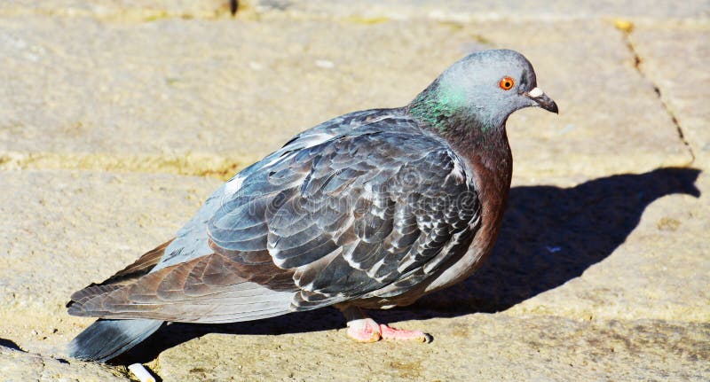 Paloma que busca la comida foto de archivo. Imagen de aviador - 85101112