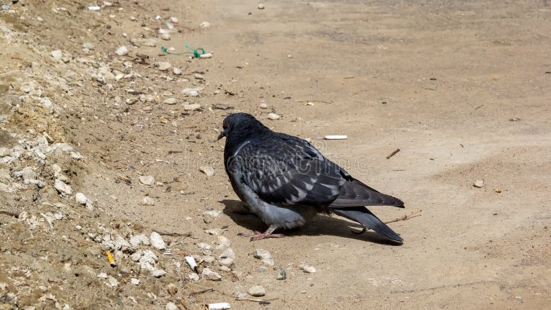 Paloma Sentada En El Suelo En El Parque Imagen de archivo - Imagen de ...