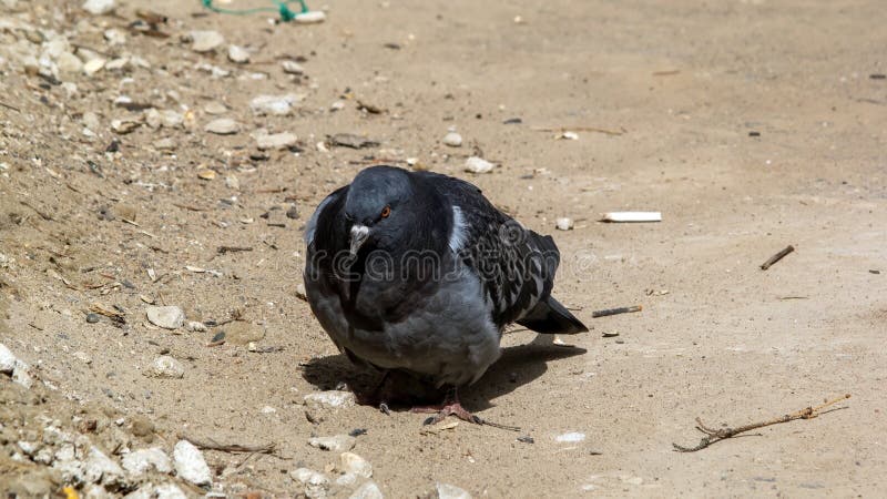 Paloma Sentada En El Suelo En El Parque Foto de archivo - Imagen de ...