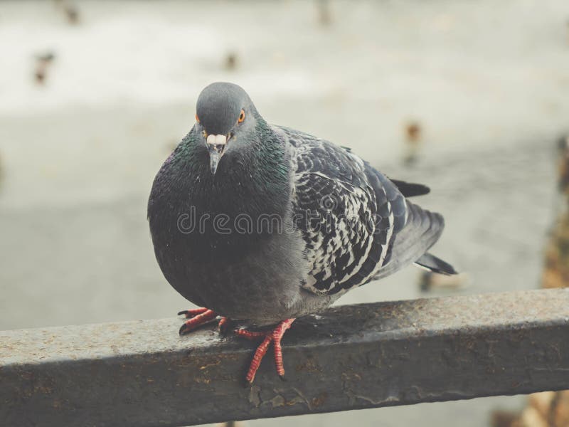 Paloma Sentada Sola En Una Valla Negra. Imagen de archivo - Imagen de ...