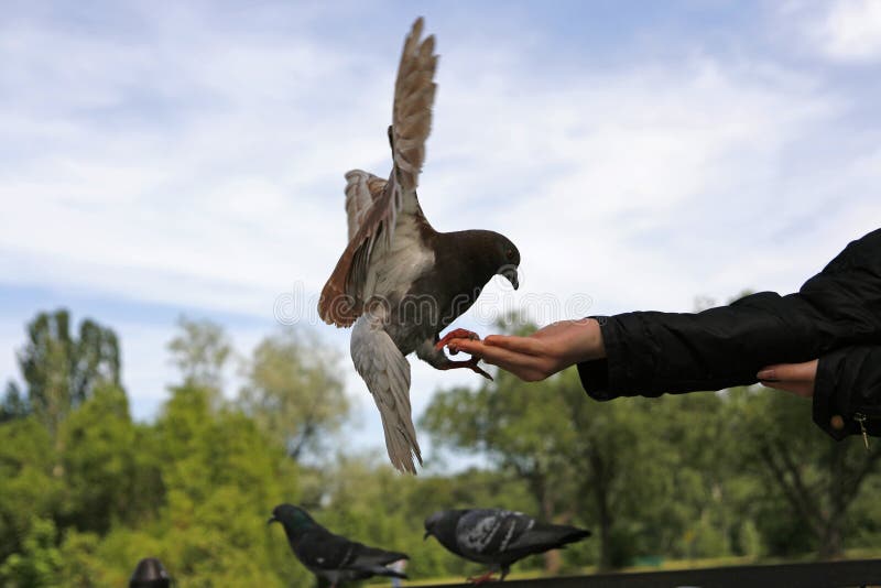 Palomas y manos foto de archivo. Imagen de pascua, sereno - 2543106