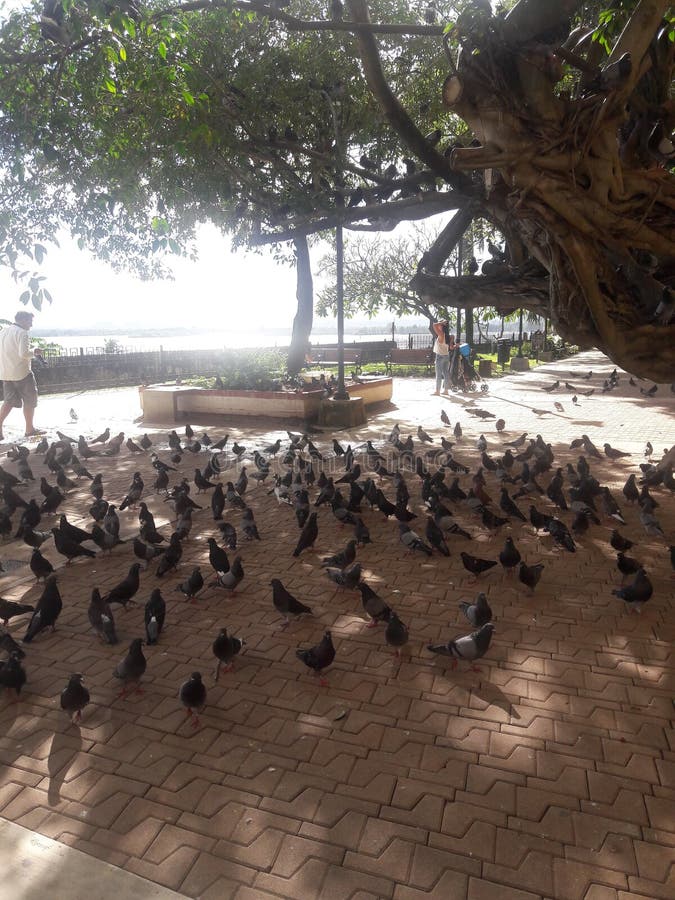 Palomas imagen editorial. Imagen de paloma, parque, puerto - 110724235