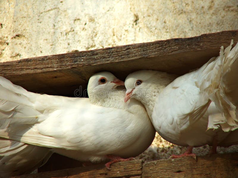 Palomas imagen de archivo. Imagen de roca, massachusetts - 98597