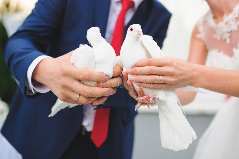 Paloma Y Mano Blancas Fotos de stock - Fotos libres de regalías de ...