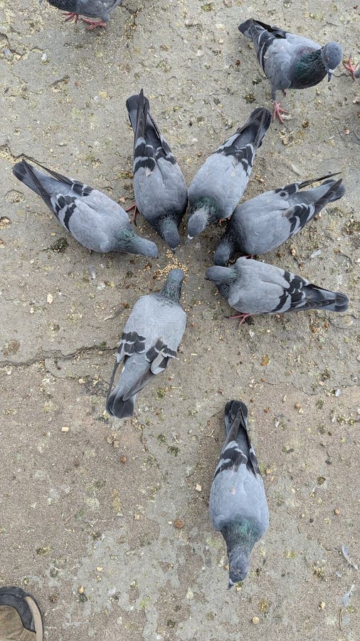 Palomas Comiendo Comida En Círculo Imagen de archivo - Imagen de ...