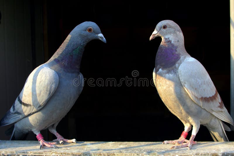 Palomas de los pares imagen de archivo. Imagen de amor - 10981535