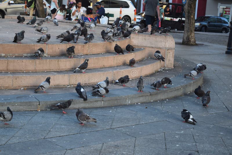 Palomas De San Juan Puerto Rico Fotografía editorial - Imagen de viejo ...
