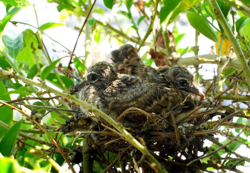 Palomas del bebé foto de archivo. Imagen de cubo, cebra - 39769378
