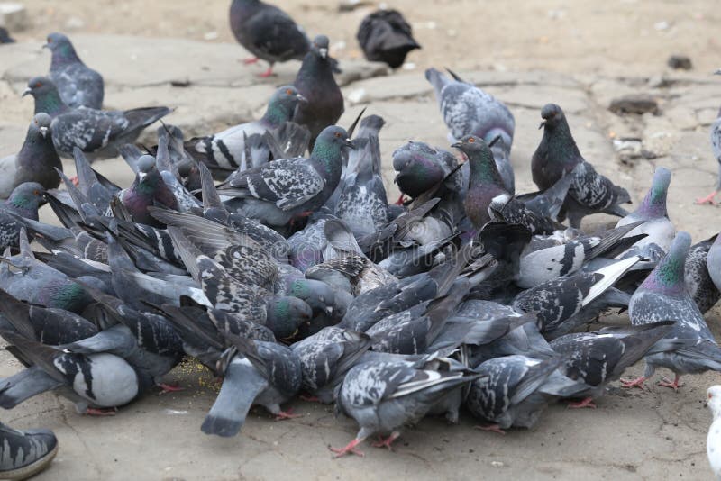 Palomas en la ciudad imagen de archivo. Imagen de gris - 37235885