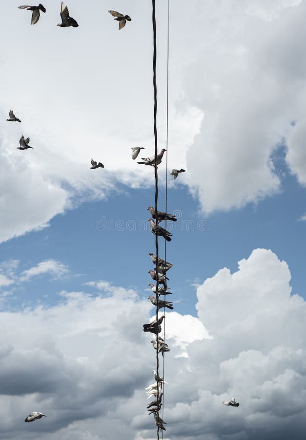 Palomas En Un Cable Aislado En Un Cielo Azul Con Nubes Blancas. Foto de ...