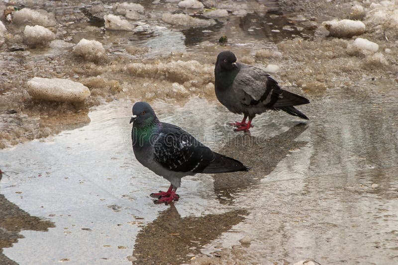 Palomas Hermosas Fotos De Stock - Descarga 744 Fotos Libres de Derechos