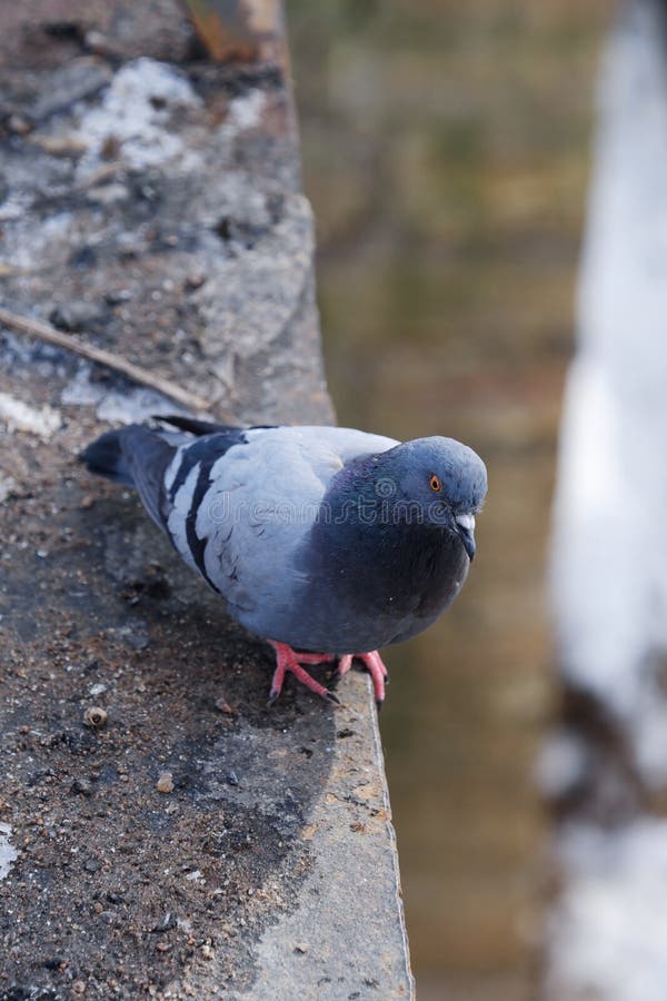 Palomas Hermosas Grises En Invierno En El Puente Foto de archivo ...