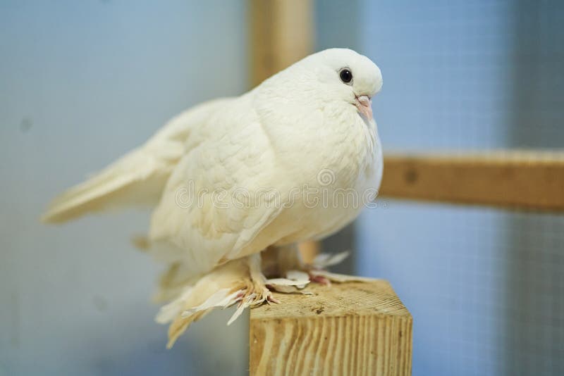 Palomas Hermosas Lindas En El Zoo-granja Foto de archivo - Imagen de ...