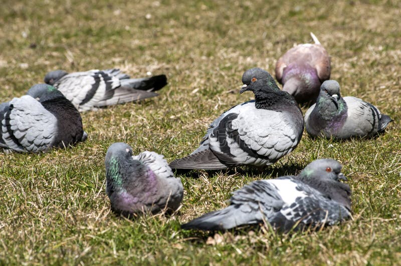 Palomas Salvajes De La Paloma De La Roca Foto de archivo - Imagen de ...