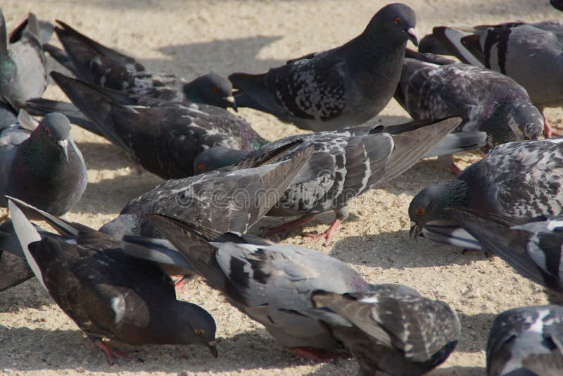 Palomas salvajes - primer foto de archivo. Imagen de roca - 108238862