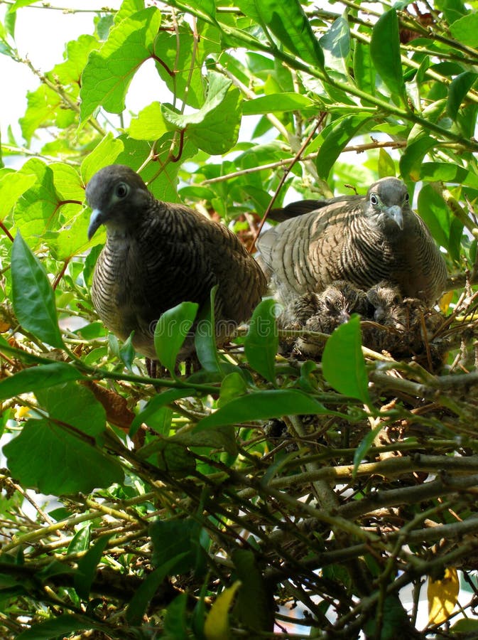 Palomas y bebés imagen de archivo. Imagen de bebé, paloma - 39739189