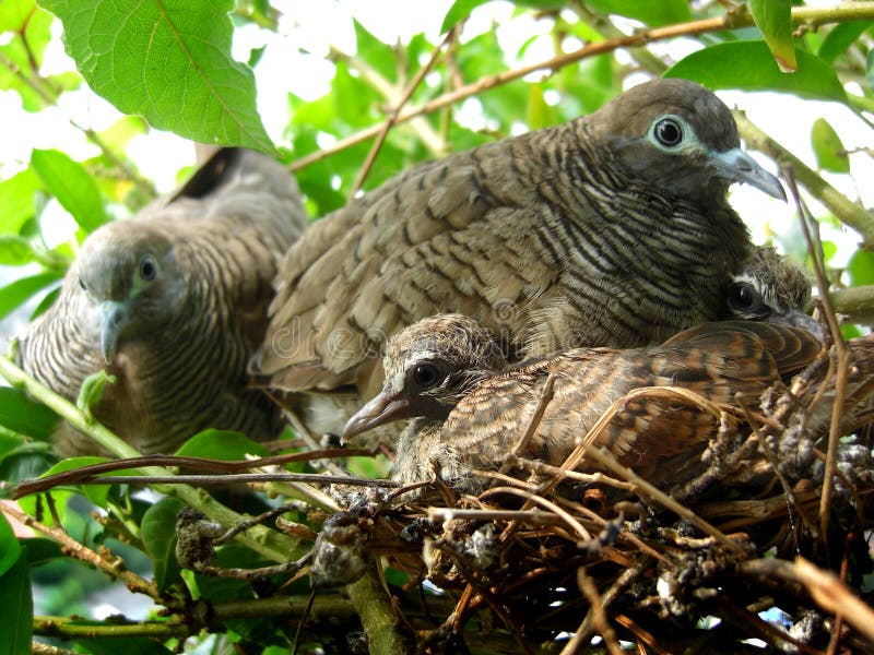 Palomas y bebés foto de archivo. Imagen de tortuga, bebés - 39770722