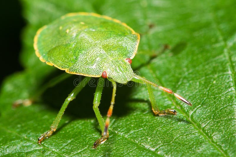 Palomena Prasina Common Green Shieldbug Stock Photo - Image of wing ...