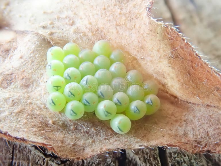 195 Hexagon Shield Stock Photos - Free & Royalty-Free Stock Photos from ...