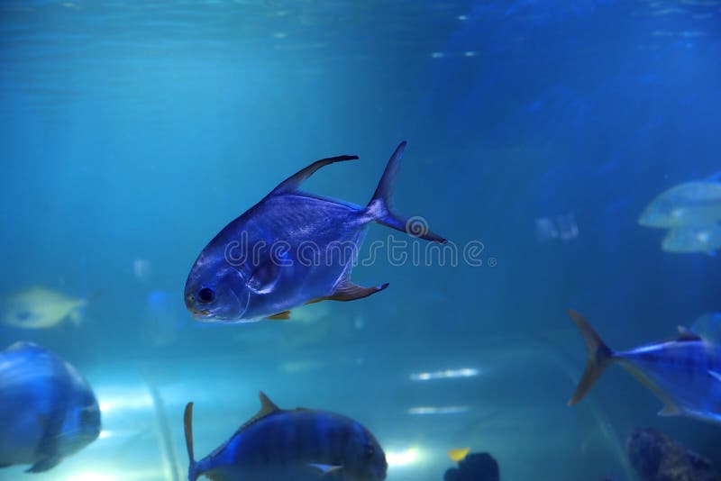 Palometa Fish Swimming in Aquarium Water 库存照片 - 图片 包括有 教育, 盐水: 167153018