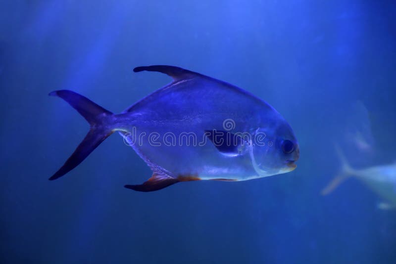 Palometa Fish Swimming in Aquarium Water 库存照片 - 图片 包括有 教育, 盐水: 167153018
