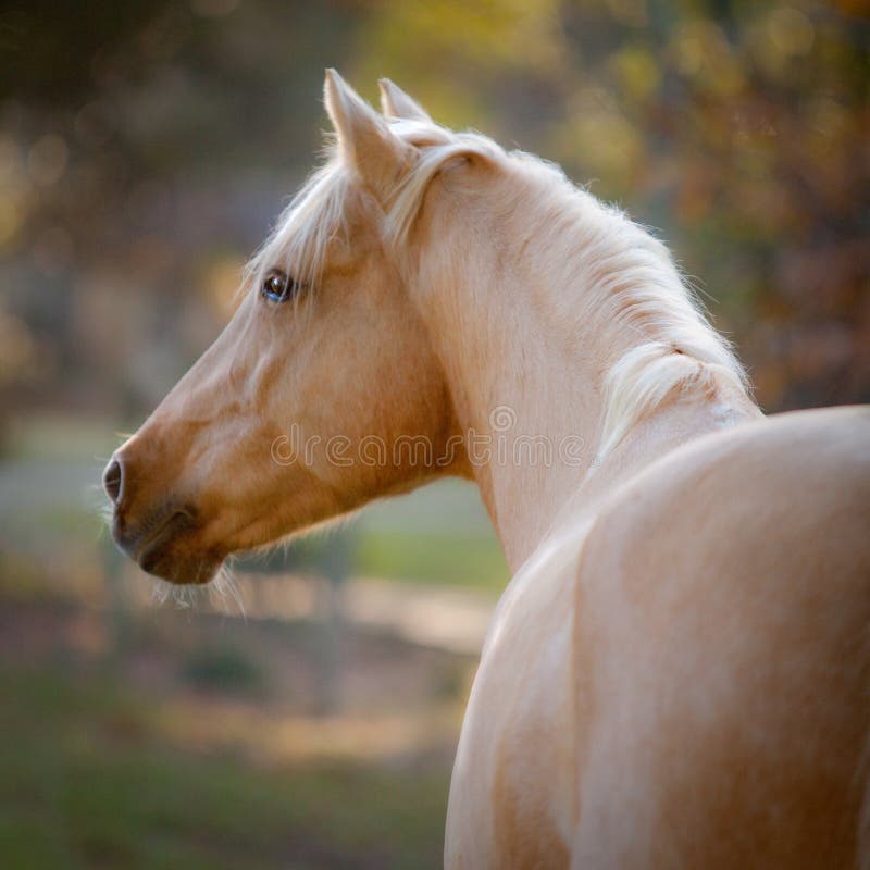 Palomino Gaze stock image. Image of horse, german, pony - 25853815