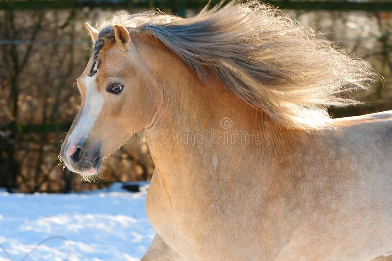 Palomino Horse is Rearing Up in the Forest Stock Image - Image of ...