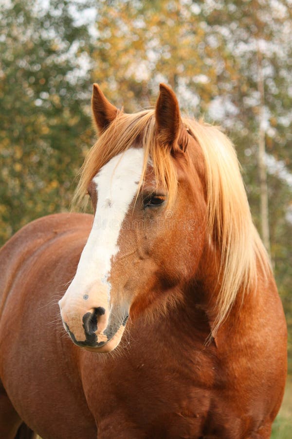 Palomino Percheron Portrait in Autumn Stock Image - Image of chestnut ...
