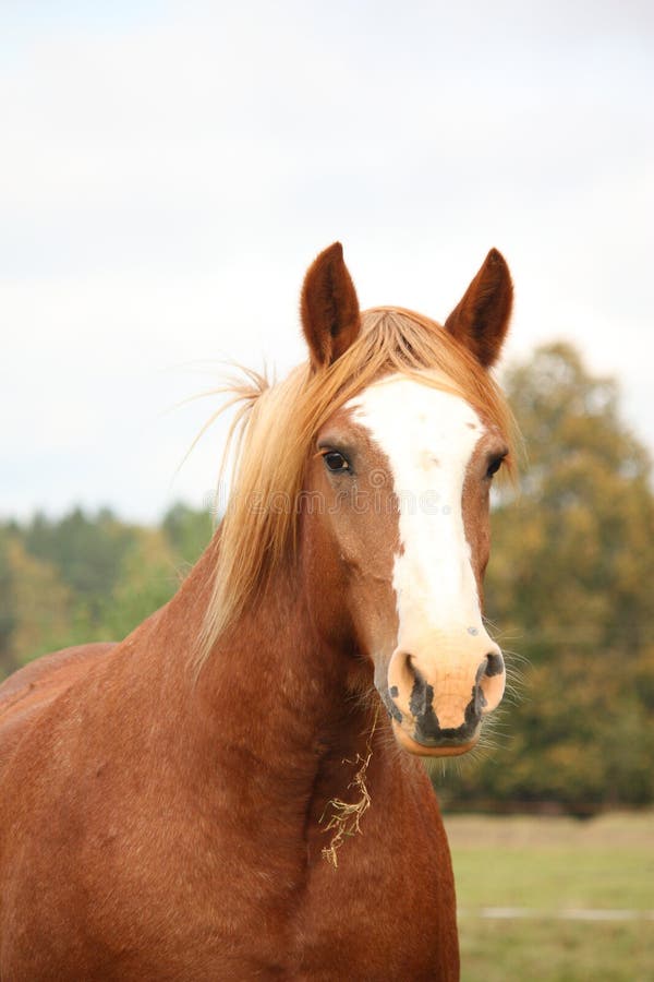 Palomino Percheron Portrait in Autumn Stock Image - Image of chestnut ...