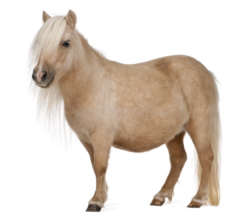 Palomino Shetland Pony, Equus Caballus Stock Image - Image of shetland ...