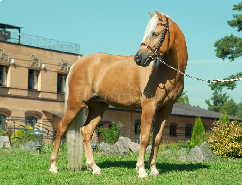 Palomino welsh pony stock image. Image of head, equine - 33430417