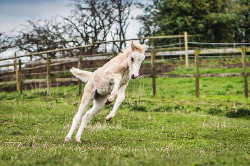 A Palomino Welsh Section a Foal in a Field in Spring Stock Image ...