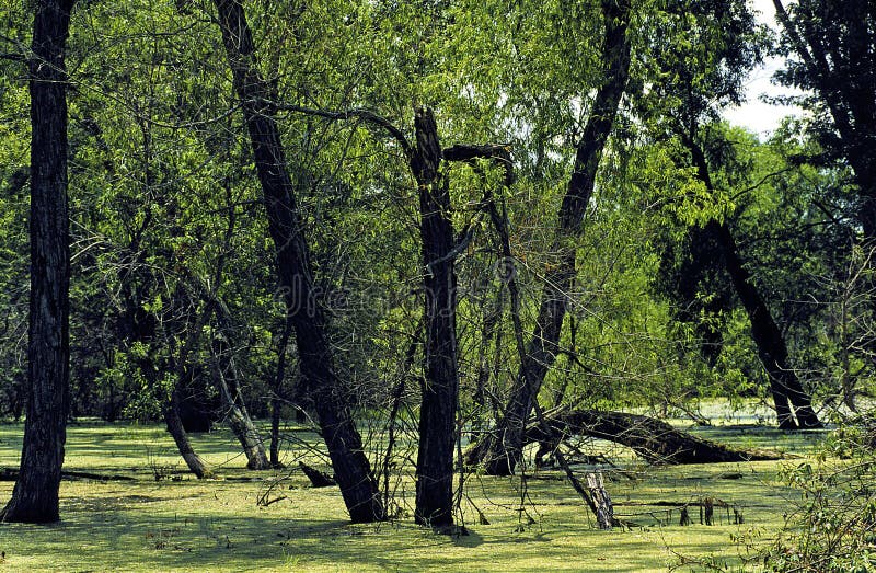 Palos Preserves Swamp 45310 Stock Photo - Image of wetlands, palos ...