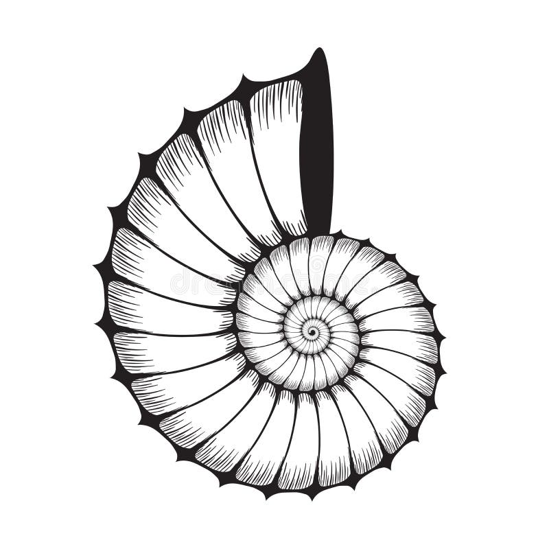 Palourde De Coquille De Mer Illustration de Vecteur - Illustration du ... Palourde De Coquille De Mer Illustration de Vecteur - Illustration du ...