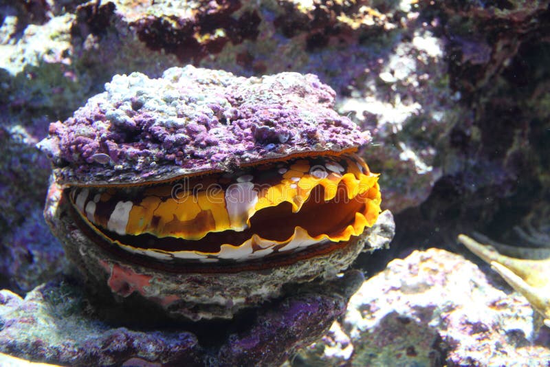 Palourde géante image stock. Image du profondeur, nature - 22689461