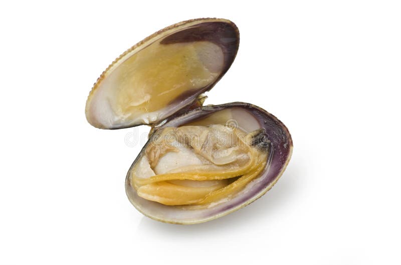 Palourde ouverte image stock. Image du fermer, coquillages - 25909717